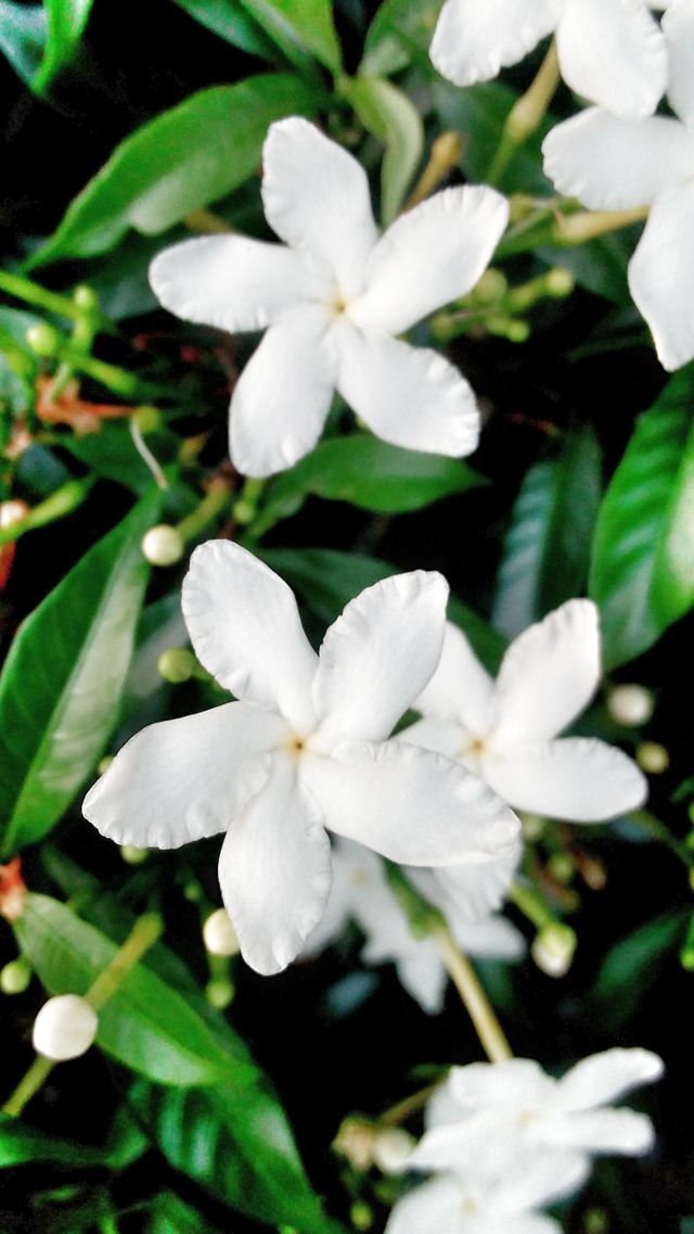 Kampupot Flower Images | Best Flower Site